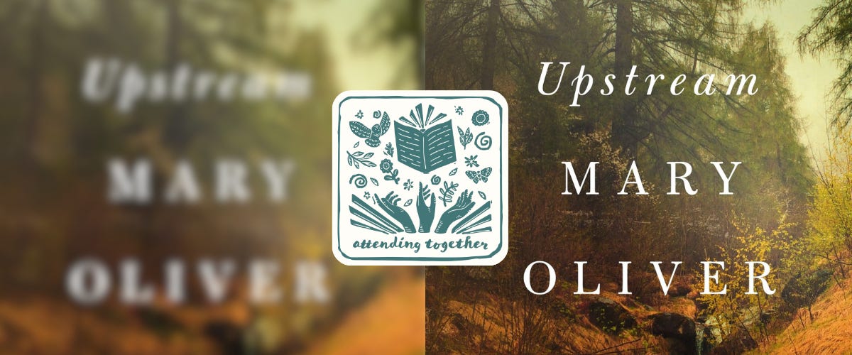 Attending To: Wonder - by Hailey Brock