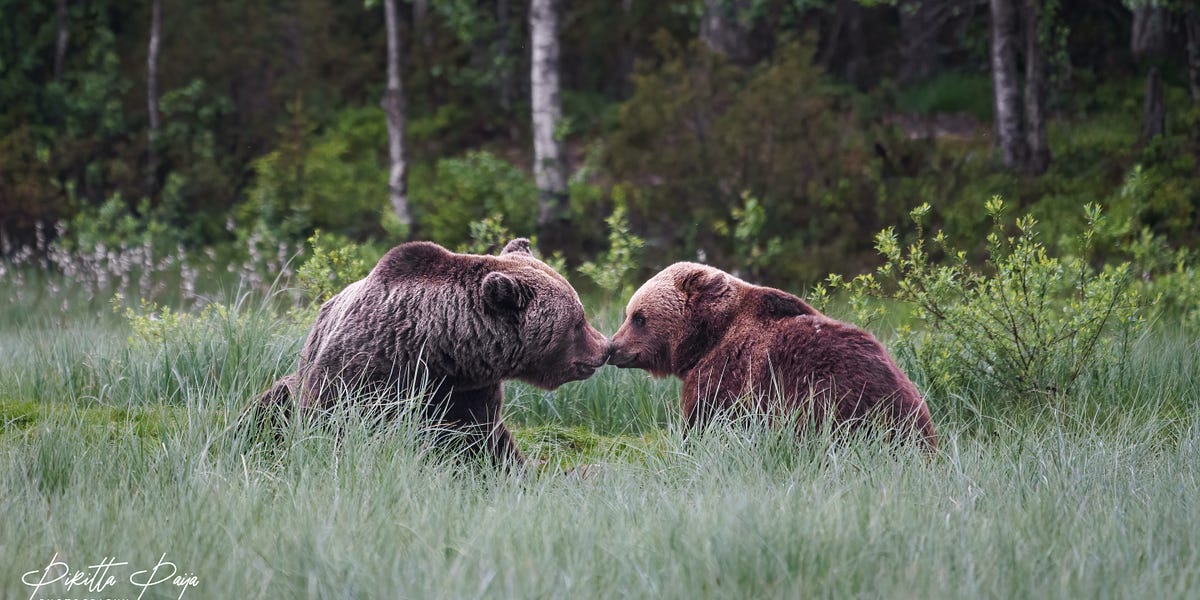 Unleash Your Inner Explorer: Discover the Wonders of Wildlife Photography
