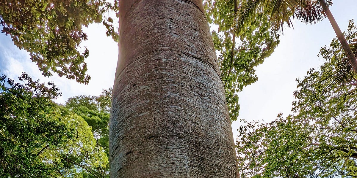 Energy Tips For An Expansive Wood Dragon Year