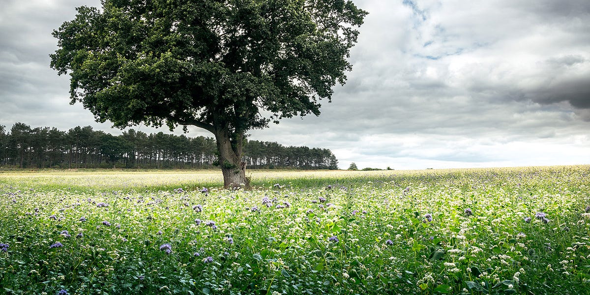 Resilience in nature - by Gill Moon Photography