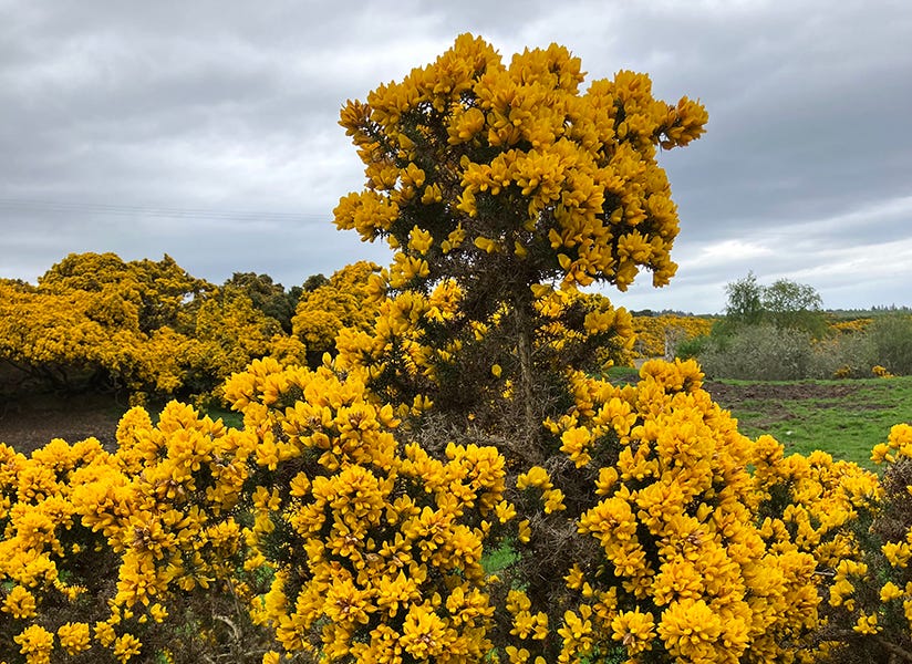 'if gorse is not in flower, kissing's not in season'!