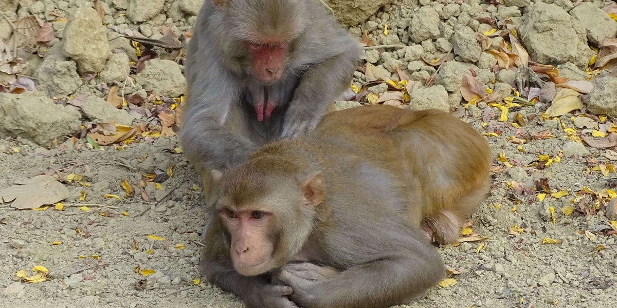 Unraveling the Social Brain: How Macaques’ Minds Mirror Our Own