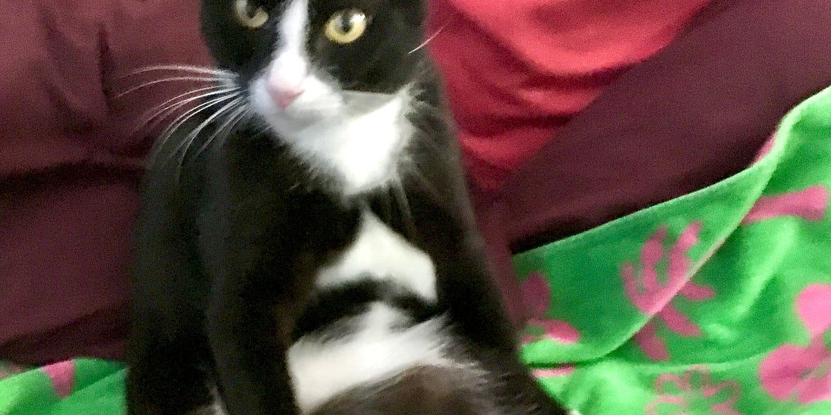 Cat - Art and Sass by Jeff