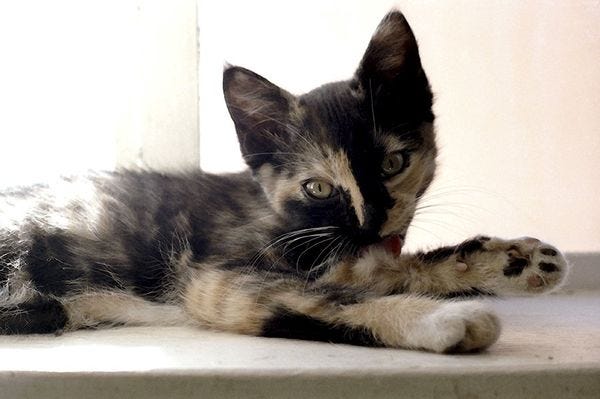 Wonkette's Top Ten Stories Of The Week Are Not Invisible