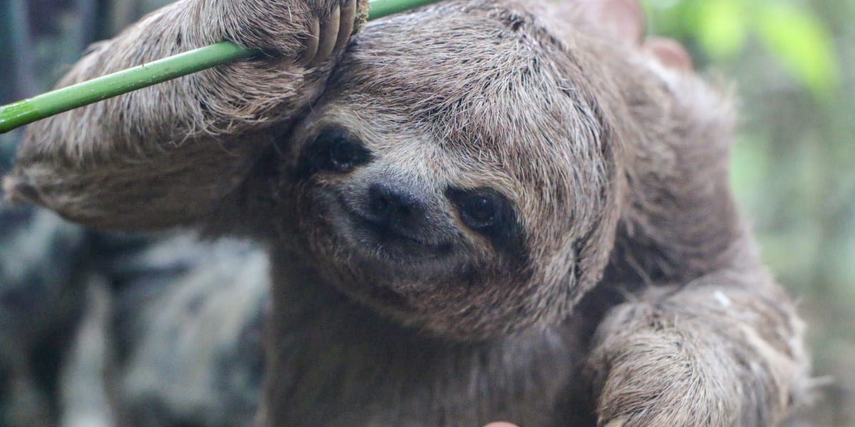 Sloths Can Hold Their Breath Longer Than Dolphins