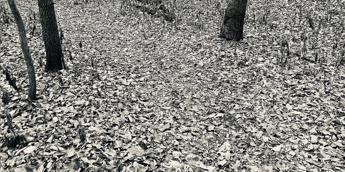 PART II: Michelle Foss on Fontenelle Forest's mosaic of wild habitats