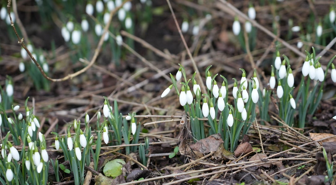 PETAL, SEPAL OR TEPAL?