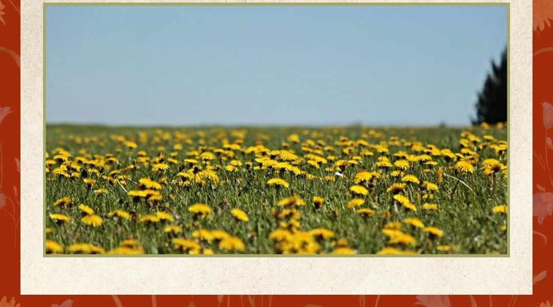 2025 Calls for Submissions! - Dandelion Revolution Press