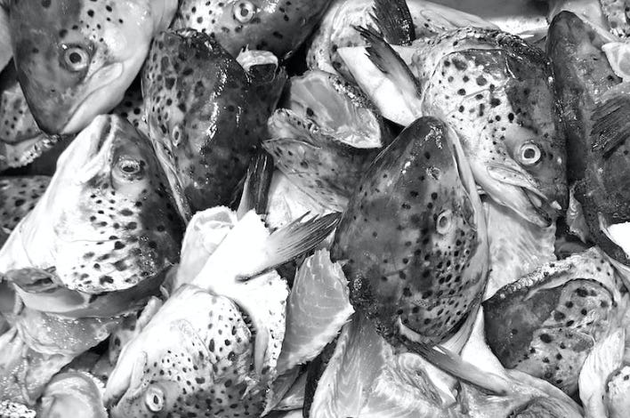 A Dumb Fish Story - by Joe Livernois