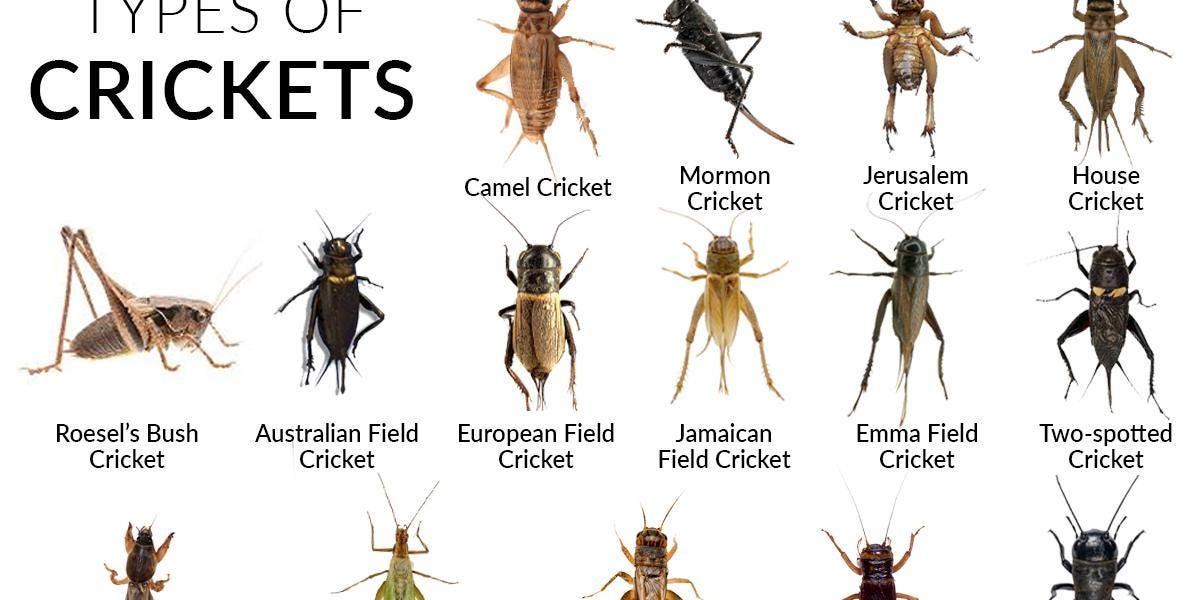 What is this thing called "Fritinancy"? - by Nancy Friedman