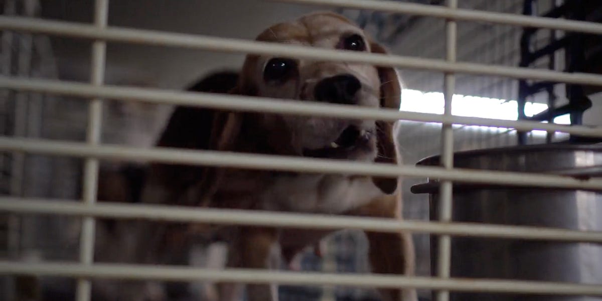 The Barbaric Industry of Laboratory Dog Testing
