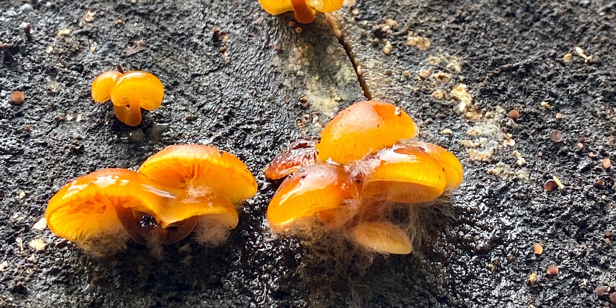 how to make a winter happiness plan - by Amelia Greenhall