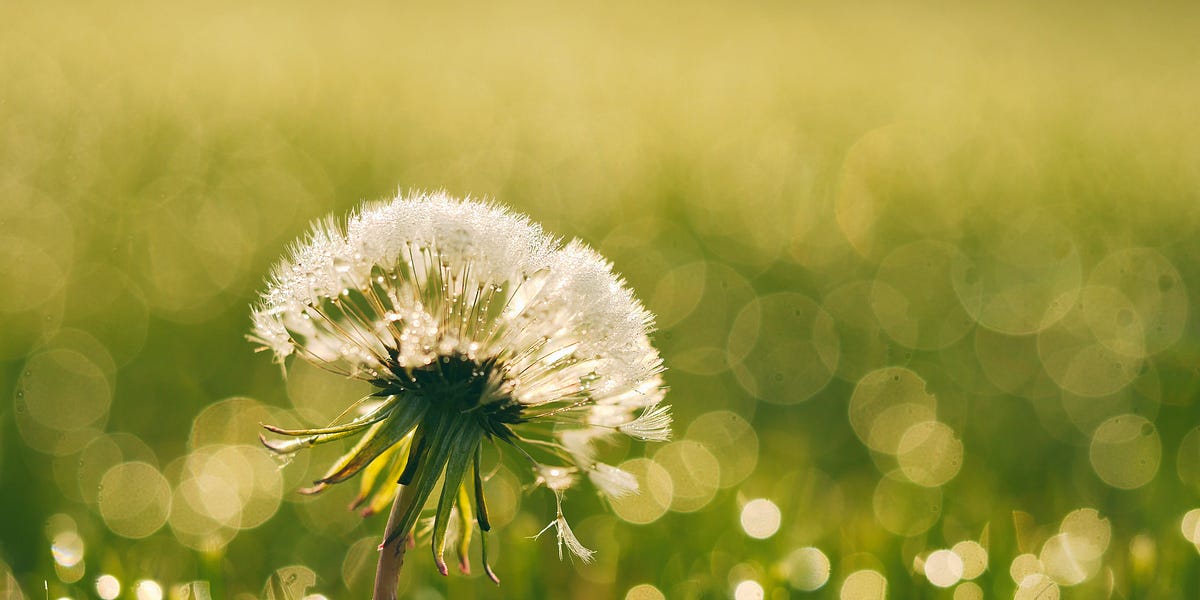 Planting the Seeds of the Future - by Kelly Mayhew