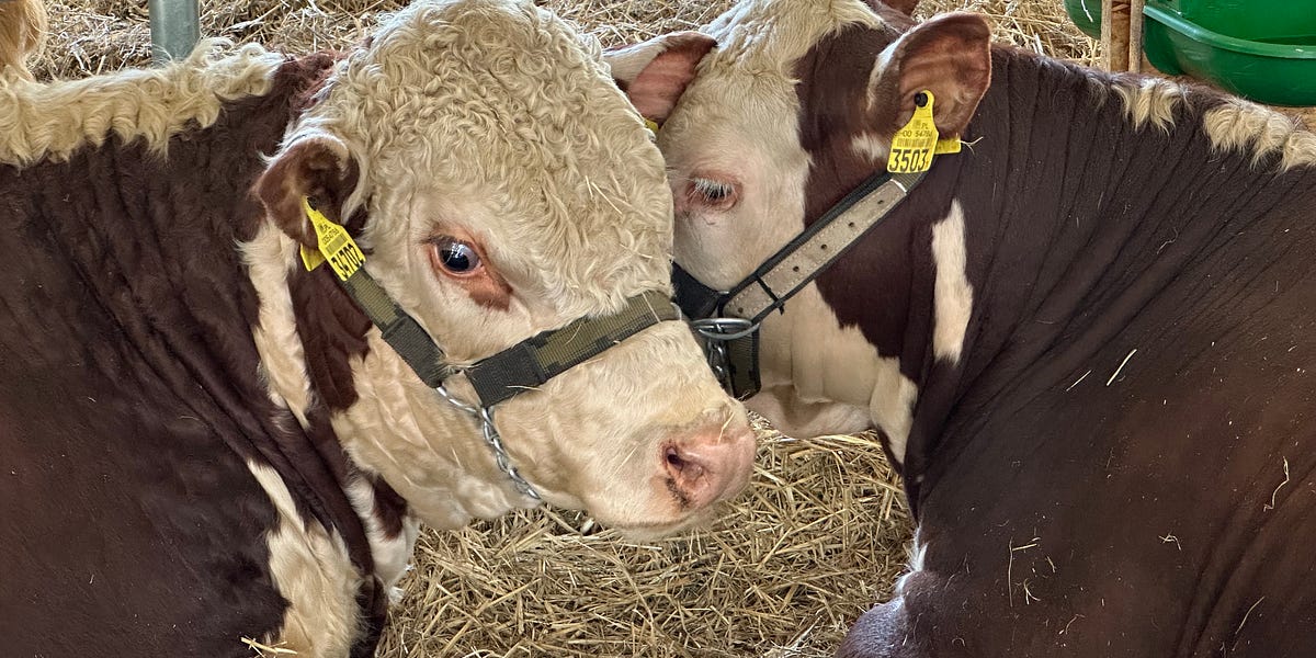 Does Spot Dream of Electric Cows? - by Pawel Martin