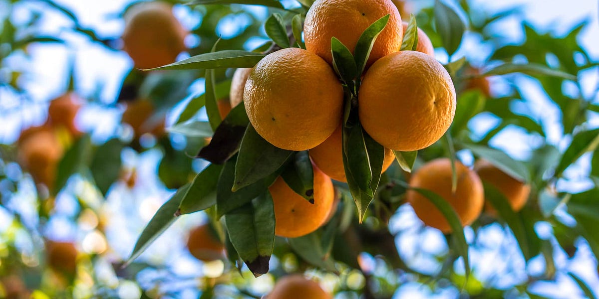 Be a Tree - by Shelbey Hunt - Hendiadys