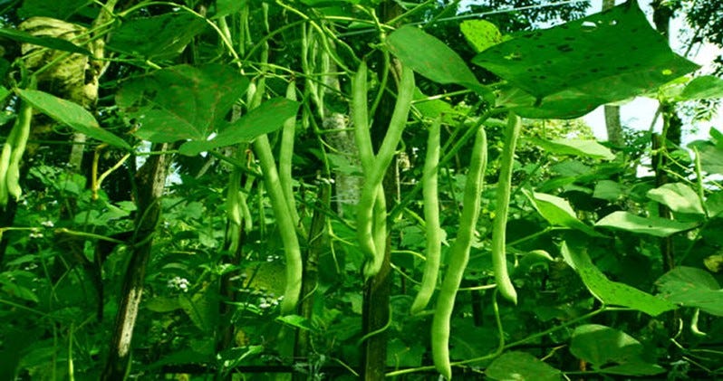 BEANS, BEANS, THE MUSICAL FRUIT - by Joe Seals