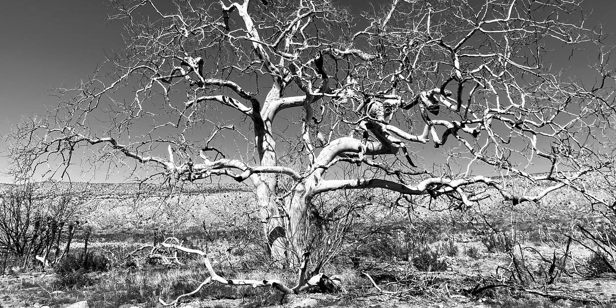 Foto Friday: Skeleton Tree - by Jonathan P. Thompson