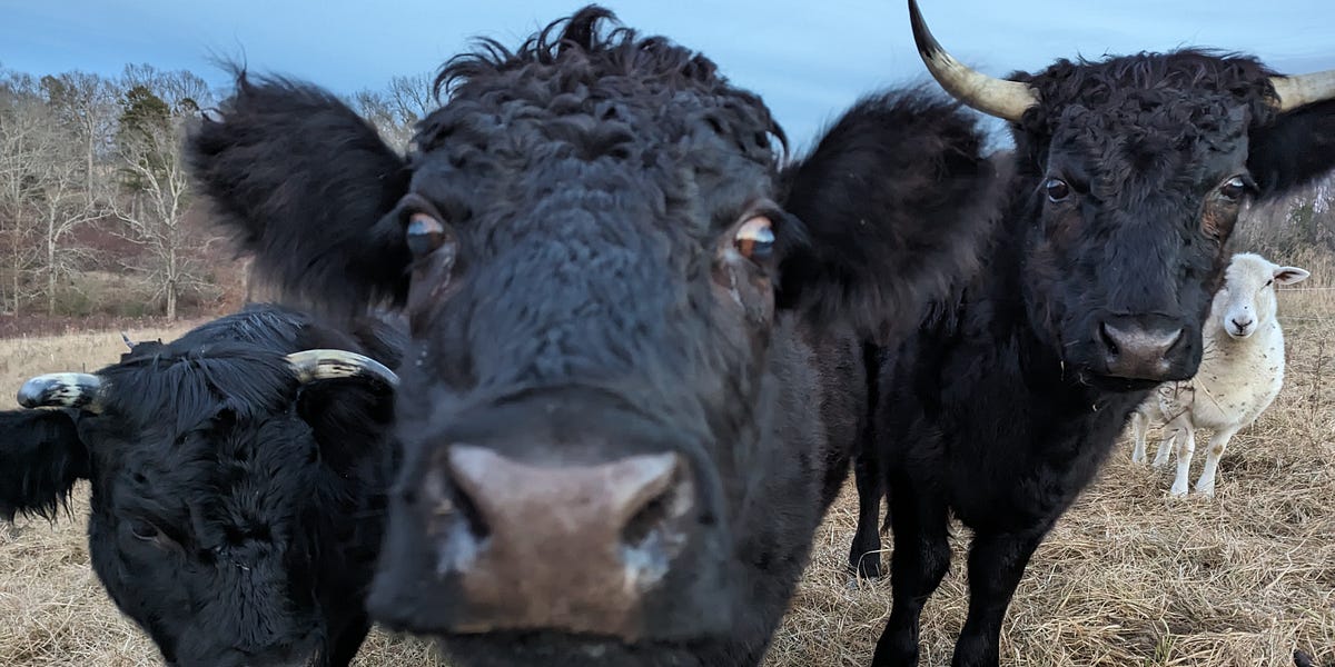 Not In The Resolution Mooooo-d - by AC Shilton