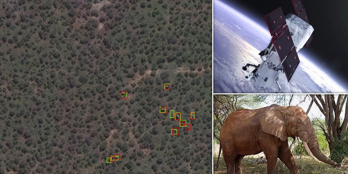 The AI Invasion: Transforming Conservation Efforts