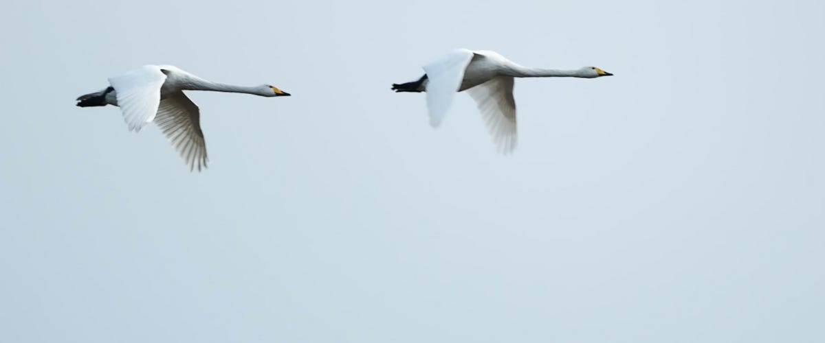 Global Radiation Emergency - Arthur Firstenberg