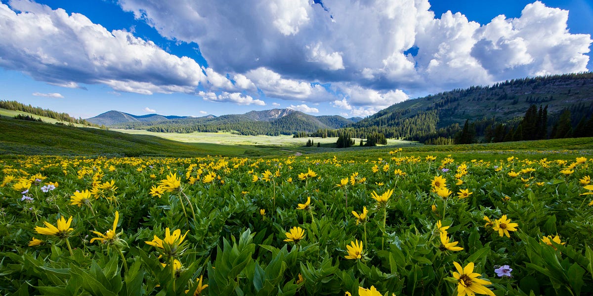 The Wyoming Cutt-Slam - by Andrew Slaton - WILD MERCY