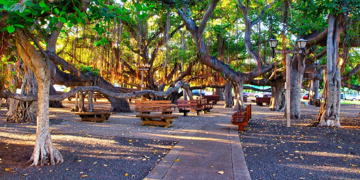 The Lahaina Banyan Tree Is Alive!
