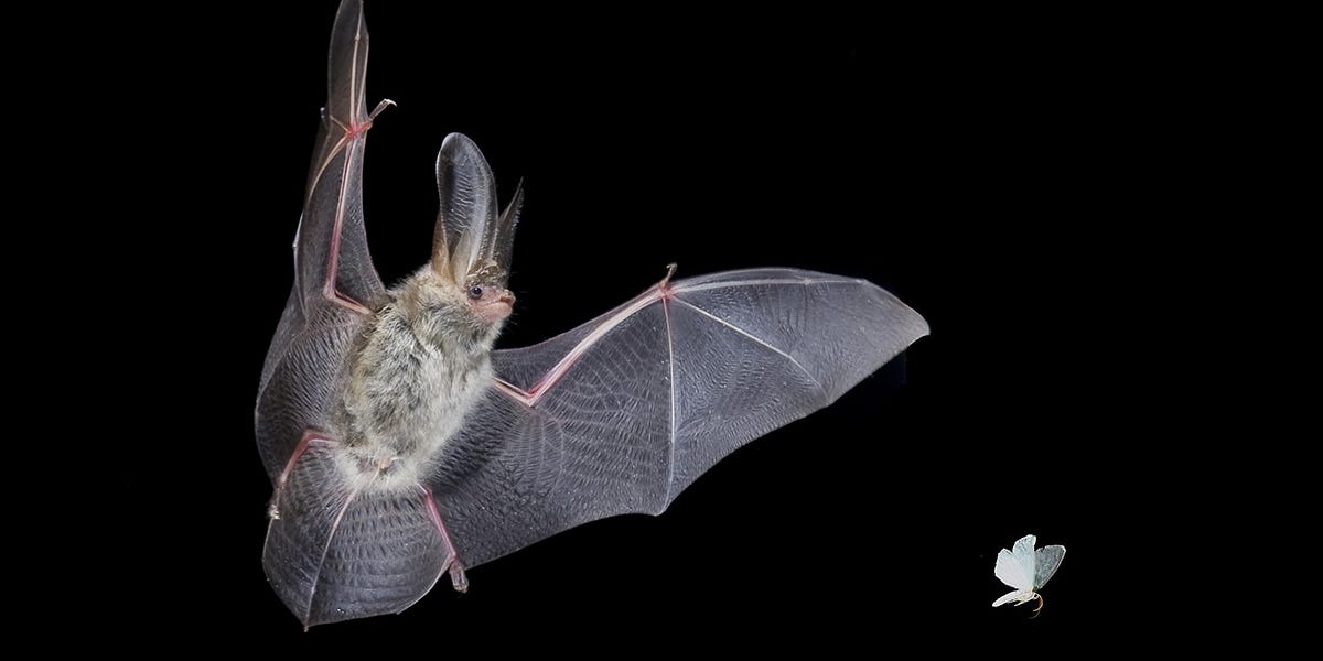 Can an AI ever be as intelligent as a bat?