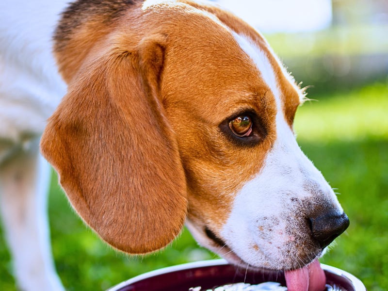 Electrolytes: Powering Your Dog's Optimal Health and Hydration