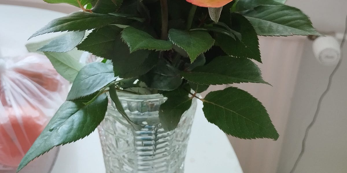 Reclamation - by Susannah Cragwick - Writings by Susannah