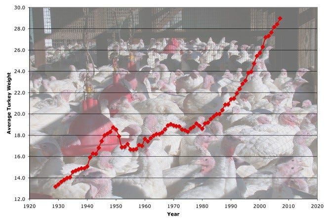 Breeding happier livestock: no futuristic tech required