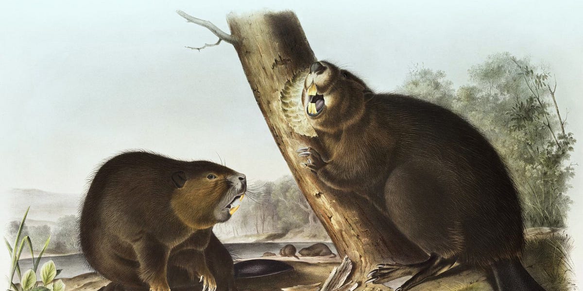 Ancestral Predation: Ancient Beavers and Hominin Subsistence Strategies