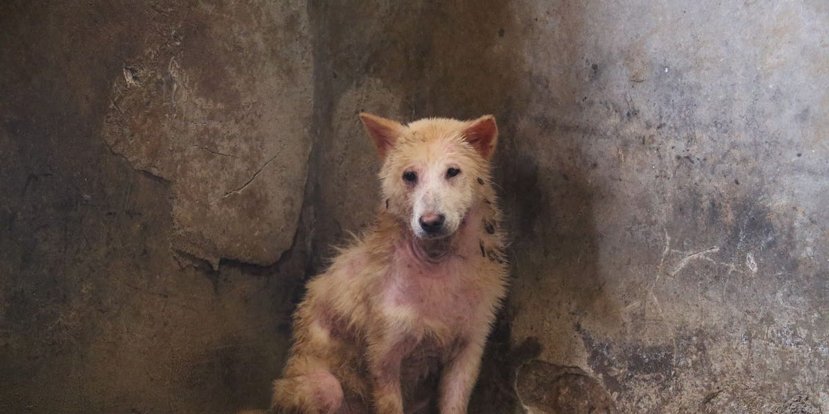 Why We Rescue - by Wayne Hsiung - The Simple Heart