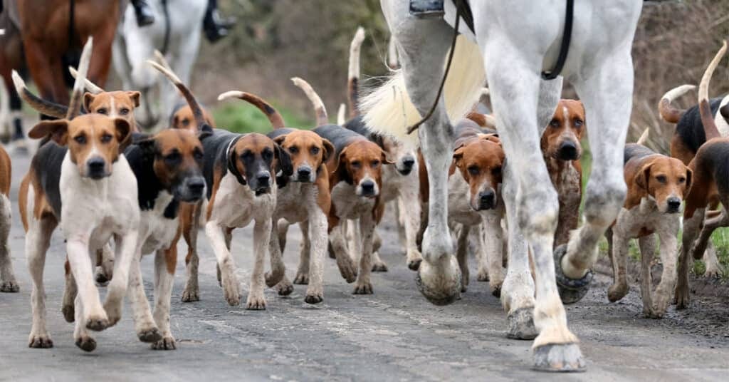 Yet another pet seriously injured by hunting hounds