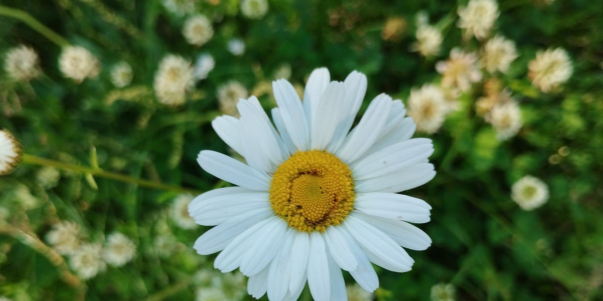 Priority - by Susannah Cragwick - Poetry by Susannah