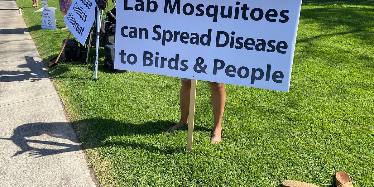 Biotech Experiments: Lab-Altered Mosquitoes in Hawai'i
