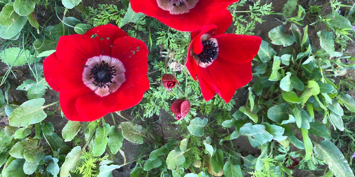 The $40,000 answer... - by Julie Merberg