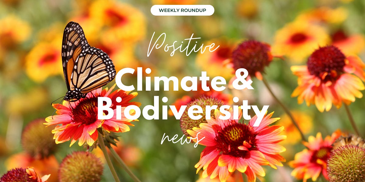 Positive Climate & Biodiversity News #46 - by Alya Annabi