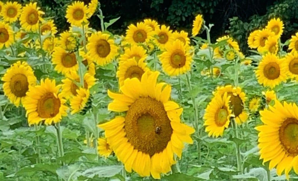 Beautiful Detours - by Sandra Combs - Beautiful Detours