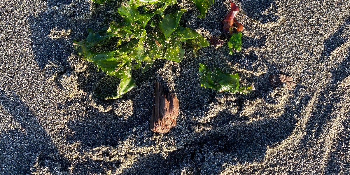 Merry? - by Tami Rowe - Life Pundit Thoughts