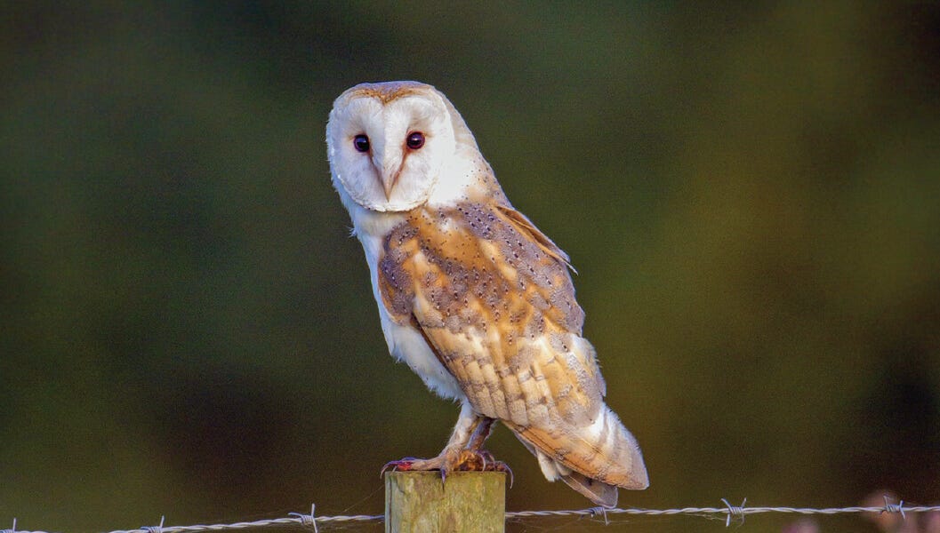 Barn Owl Strike Force - by Sandy W. Lawrence