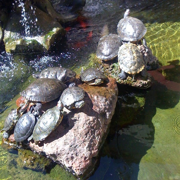 A Guide to Cinema - by Richard Grossinger