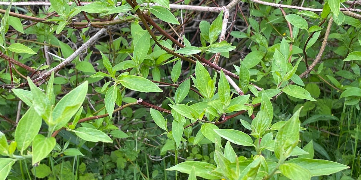 Swida and Rosa - The Hidden Pond Substack