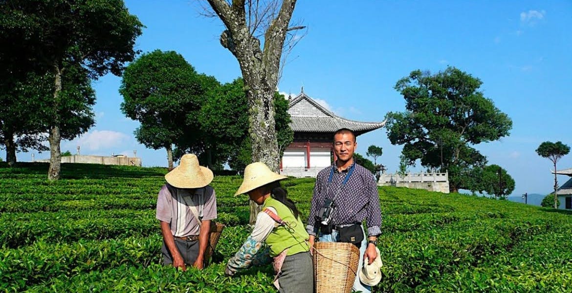 Tea: Pollen For Humans - Zen and Tea