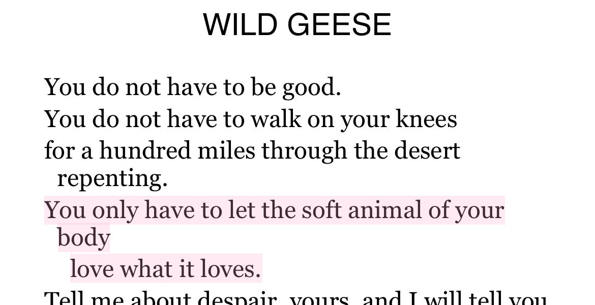 you only have to let the soft animal of your body love what it loves