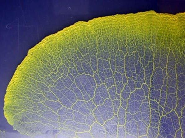 Brainless Genius: Slime Molds and the Tokyo Railway System