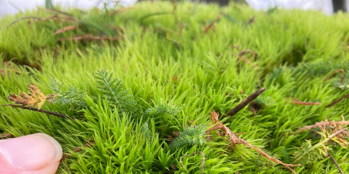 Issue 2 - by Gareth Howell-Jones - The Familiar