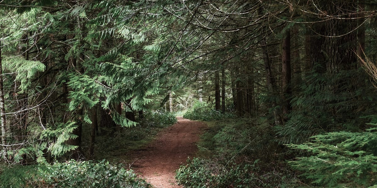 I Have Small Dreams - by Whitney Barkman - Forest Wanderer