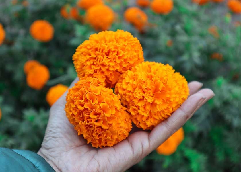Marigolds - A Functional Food Rich in Nutrients and Antioxidants