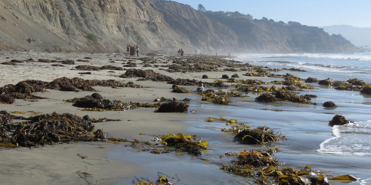 Black's Beach trail closed after bluff collapse