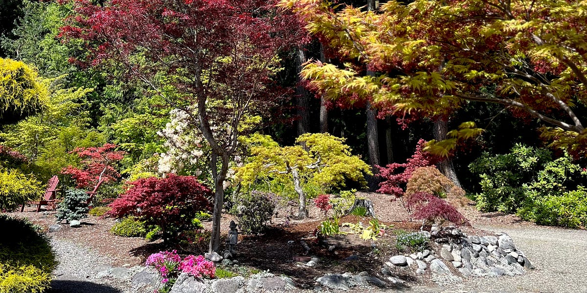 #161: A Visit to a Japanese Maple Garden